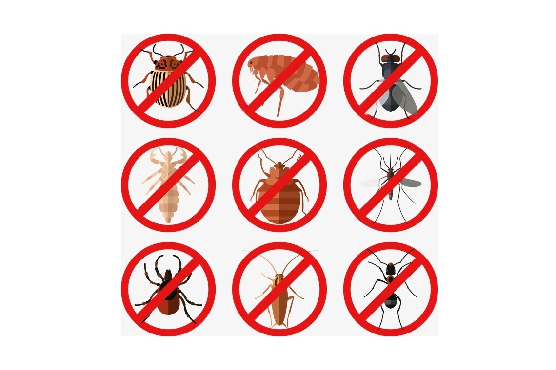 Insects in Veggies Bugging You? - OU Kosher Certification